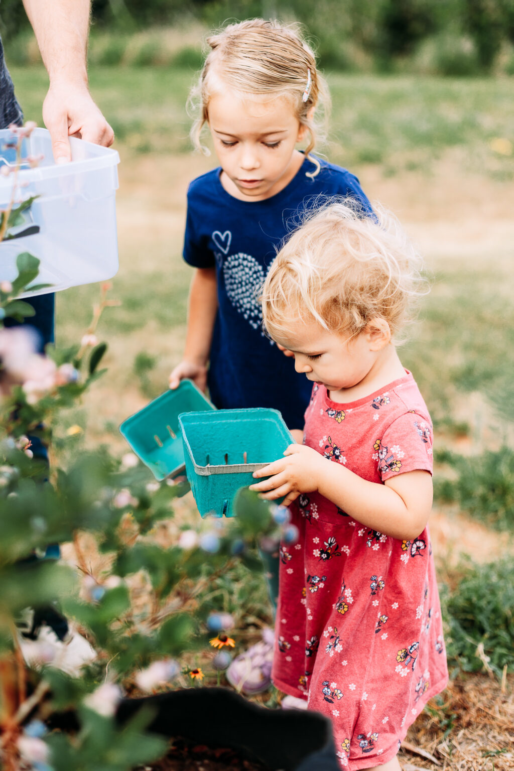 Berry Picking Farms Around OKC | Charis Elisabeth Photography